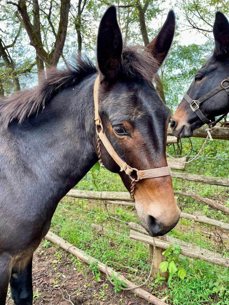 Our Pack Mules - Mountain Mule Packer Ranch